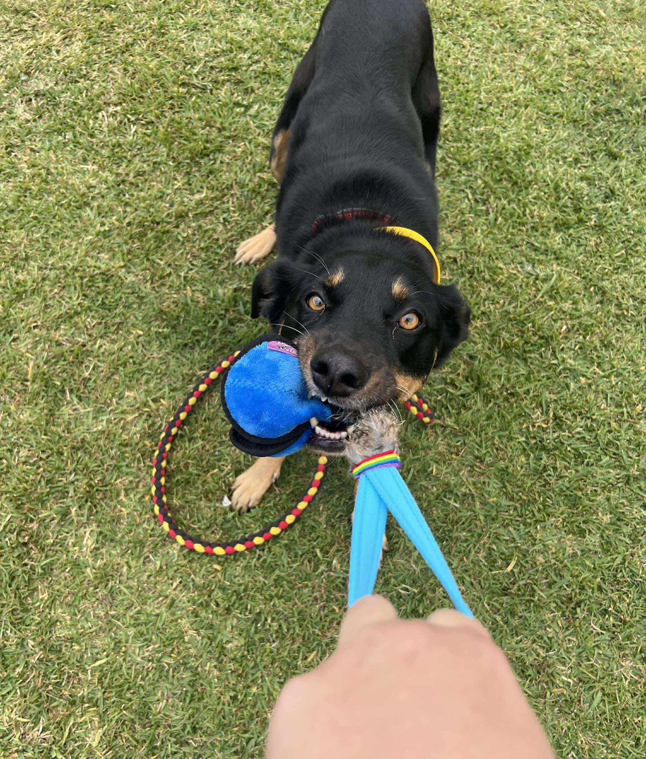 Pocket Pod Rabbit - Standard size Pod – Rainbow Dog Tugs